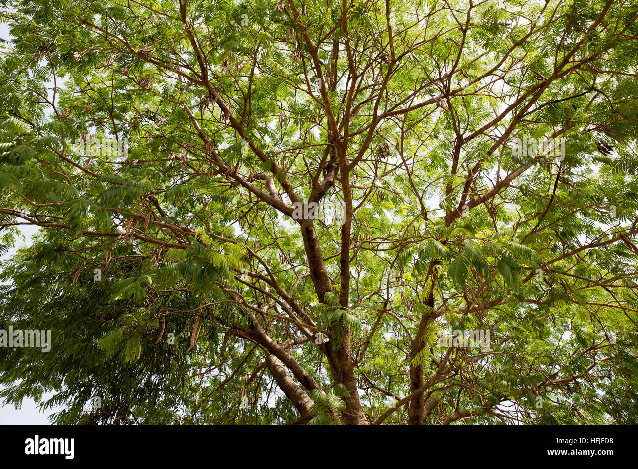 Koumban village, Guinea, 2nd May 2015; A néré tree with fruit pods ripe ...