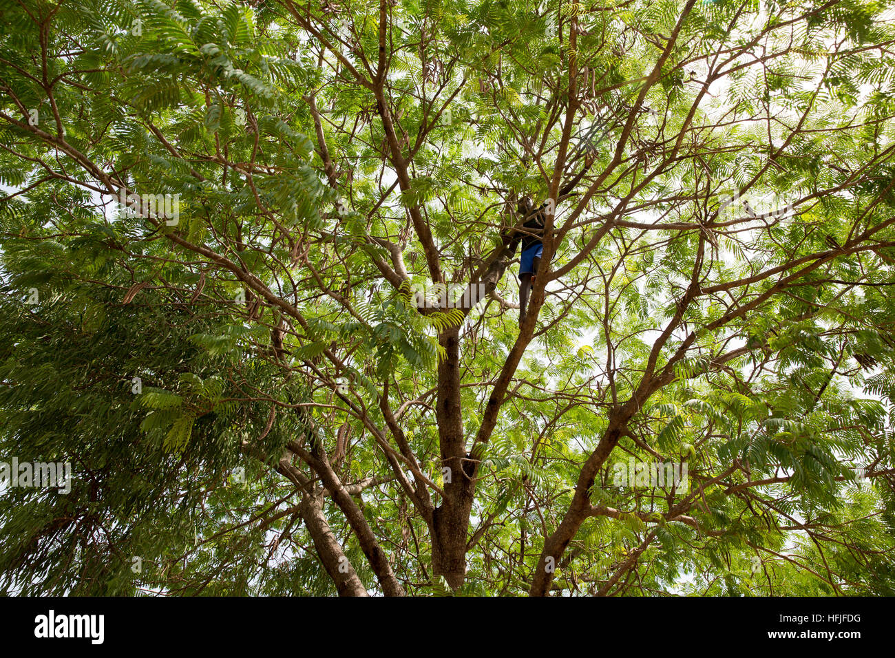 Economic fruit tree hi-res stock photography and images - Alamy