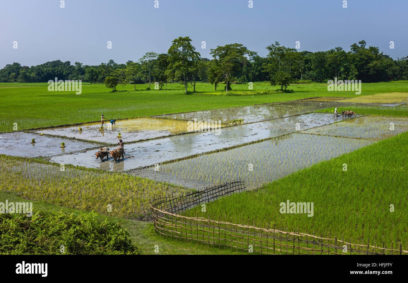 India assam field rice High Resolution Stock Photography and Images - Alamy