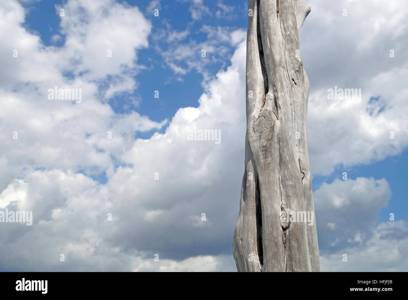 Tree trunks tree trunk sky hi-res stock photography and images - Alamy