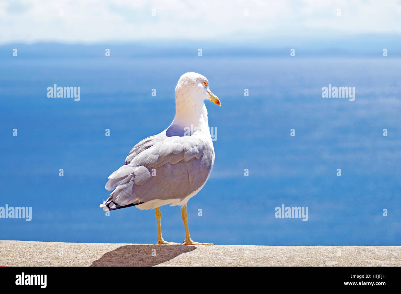 Seagull at the sea hi-res stock photography and images - Alamy