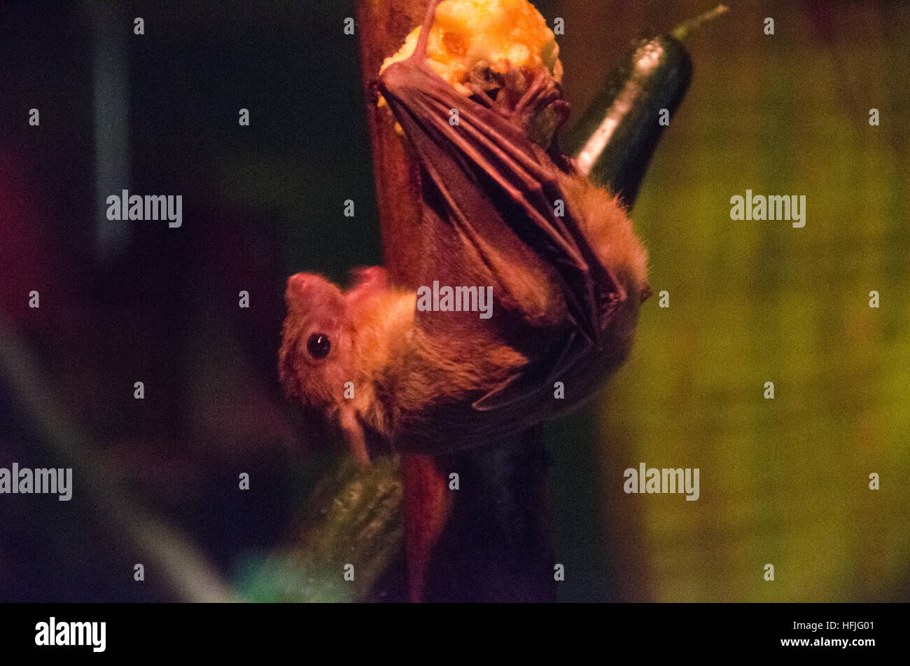 Mouse eating apple hi-res stock photography and images - Alamy