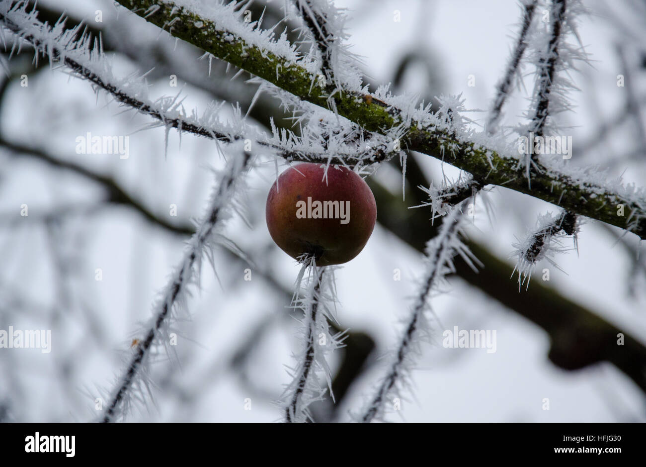 Frozen still hi-res stock photography and images - Alamy