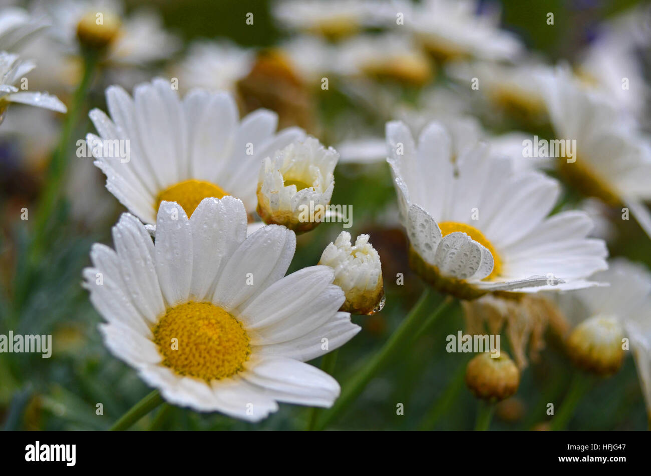 Morning dew on Daisies Stock Photo - Alamy
