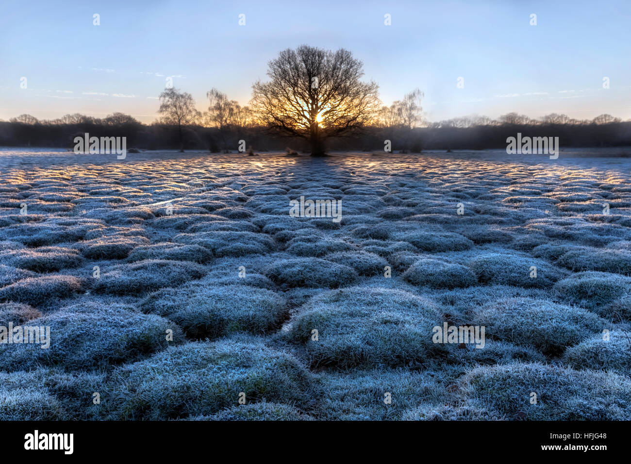 Frost sunrise woods uk hi-res stock photography and images - Alamy