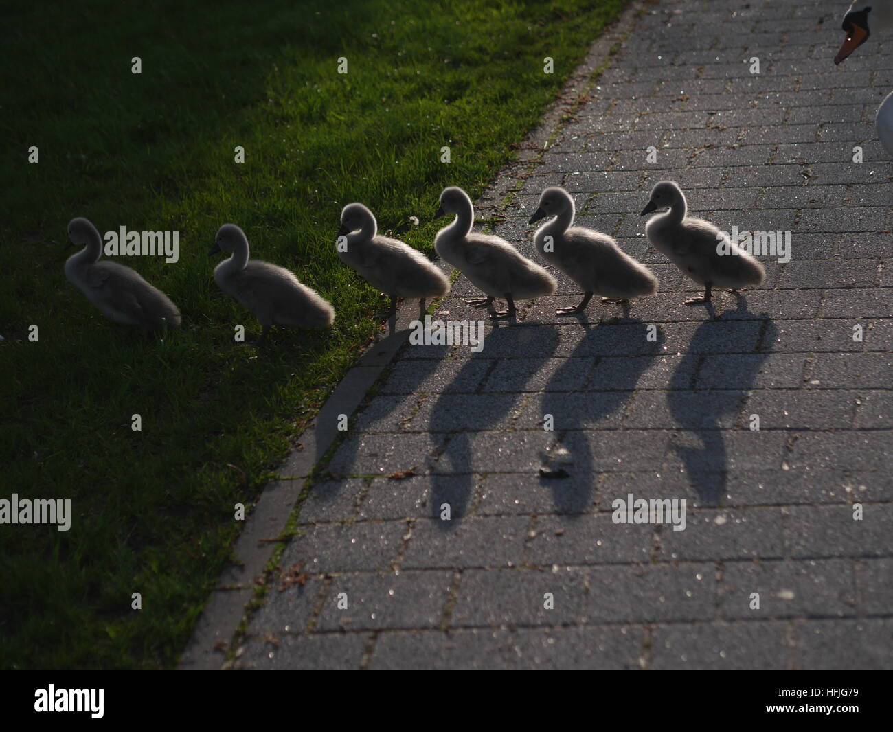 Group children crossing road hi-res stock photography and images - Alamy