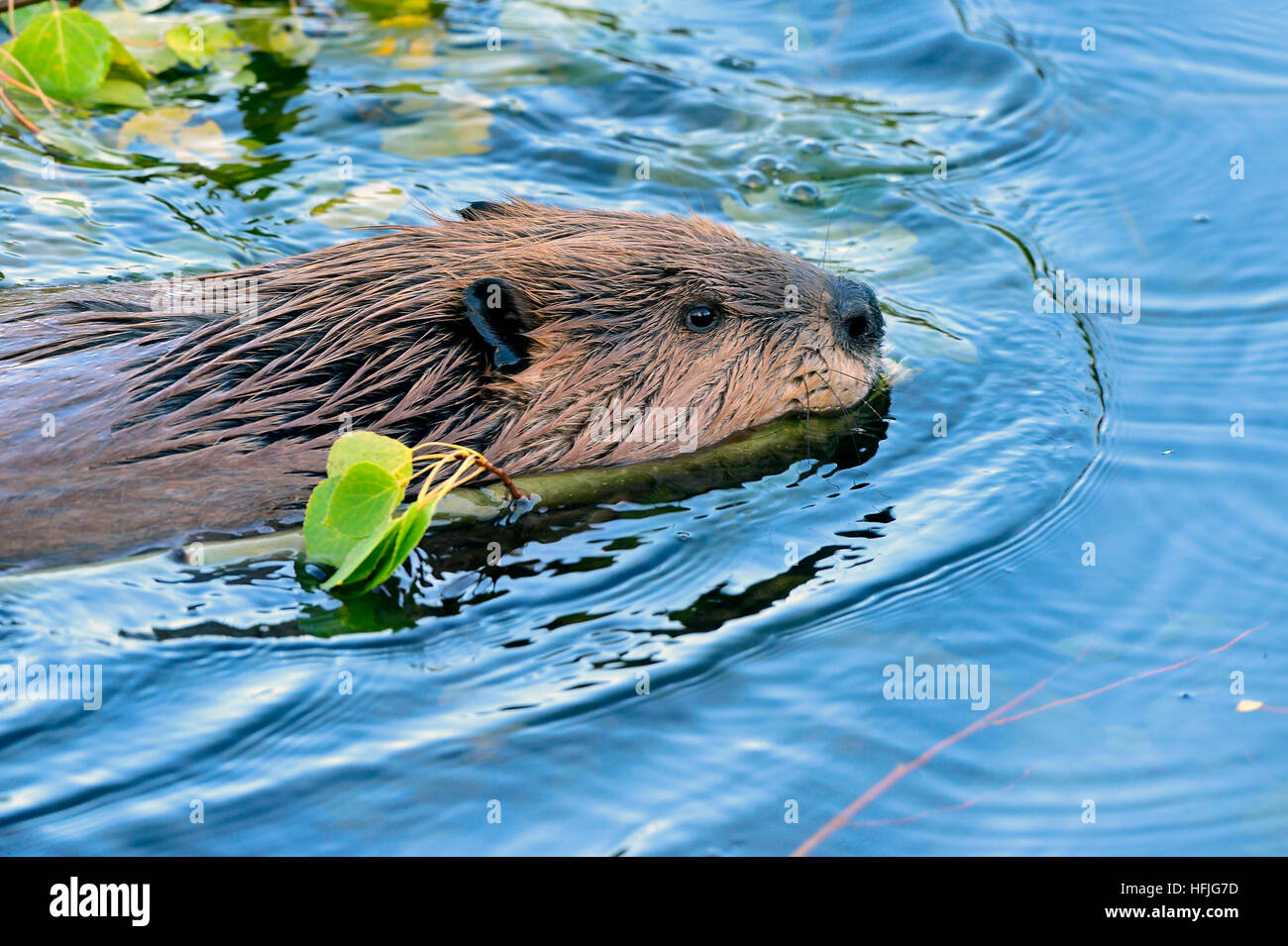 An adult beaver, Castor canadinsis, hauling aspen tree branches through ...