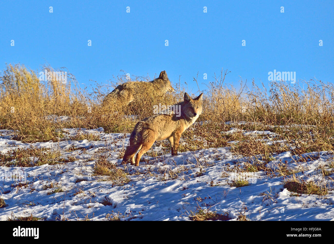 Coyotes in winter snow hi-res stock photography and images - Alamy