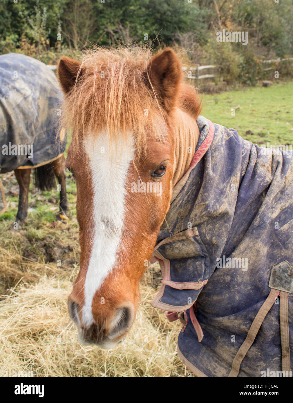 Tan pony hi-res stock photography and images - Alamy
