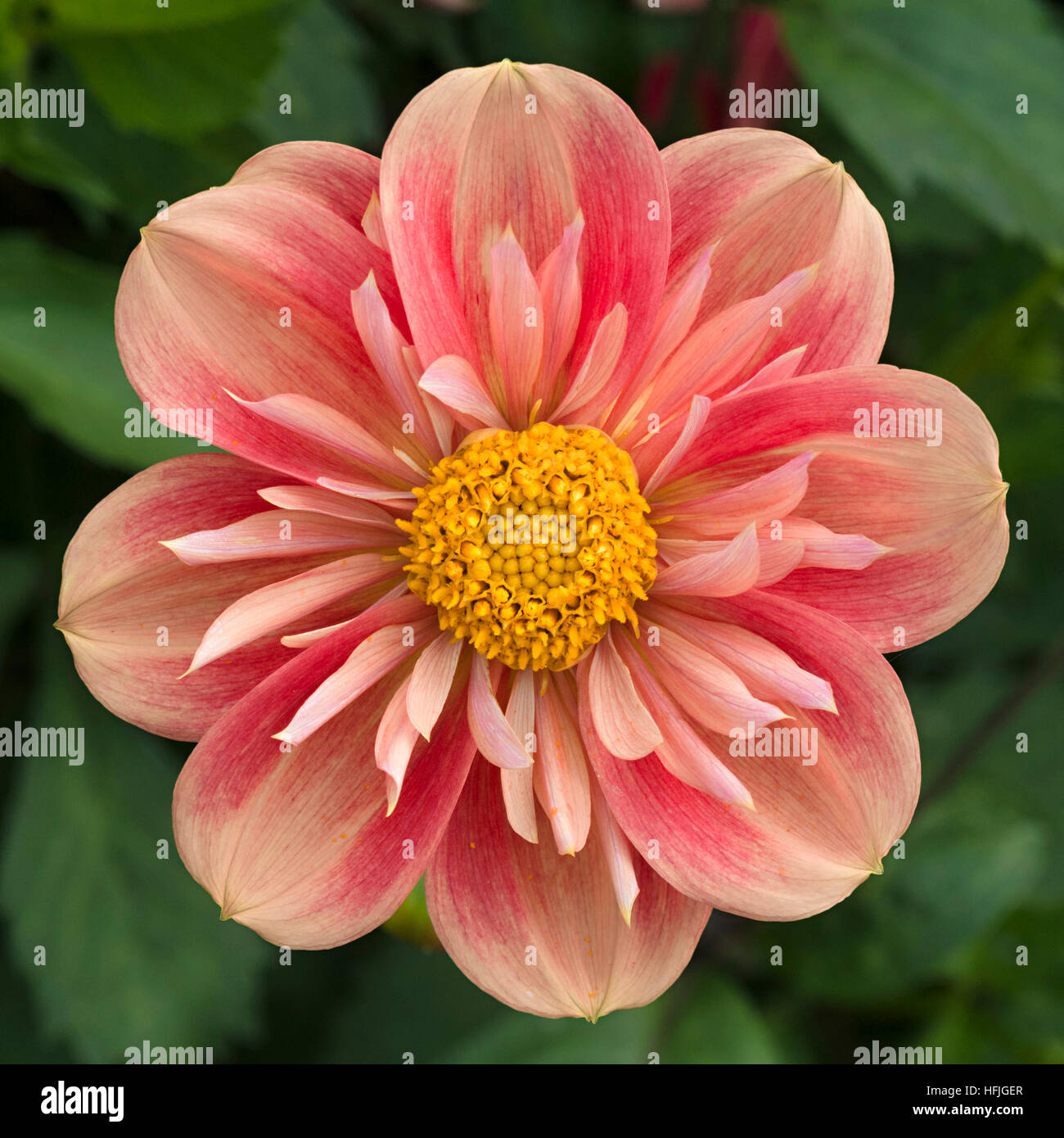 One pink and yellow Collarette Dahlia flower, closeup, UK Stock Photo ...