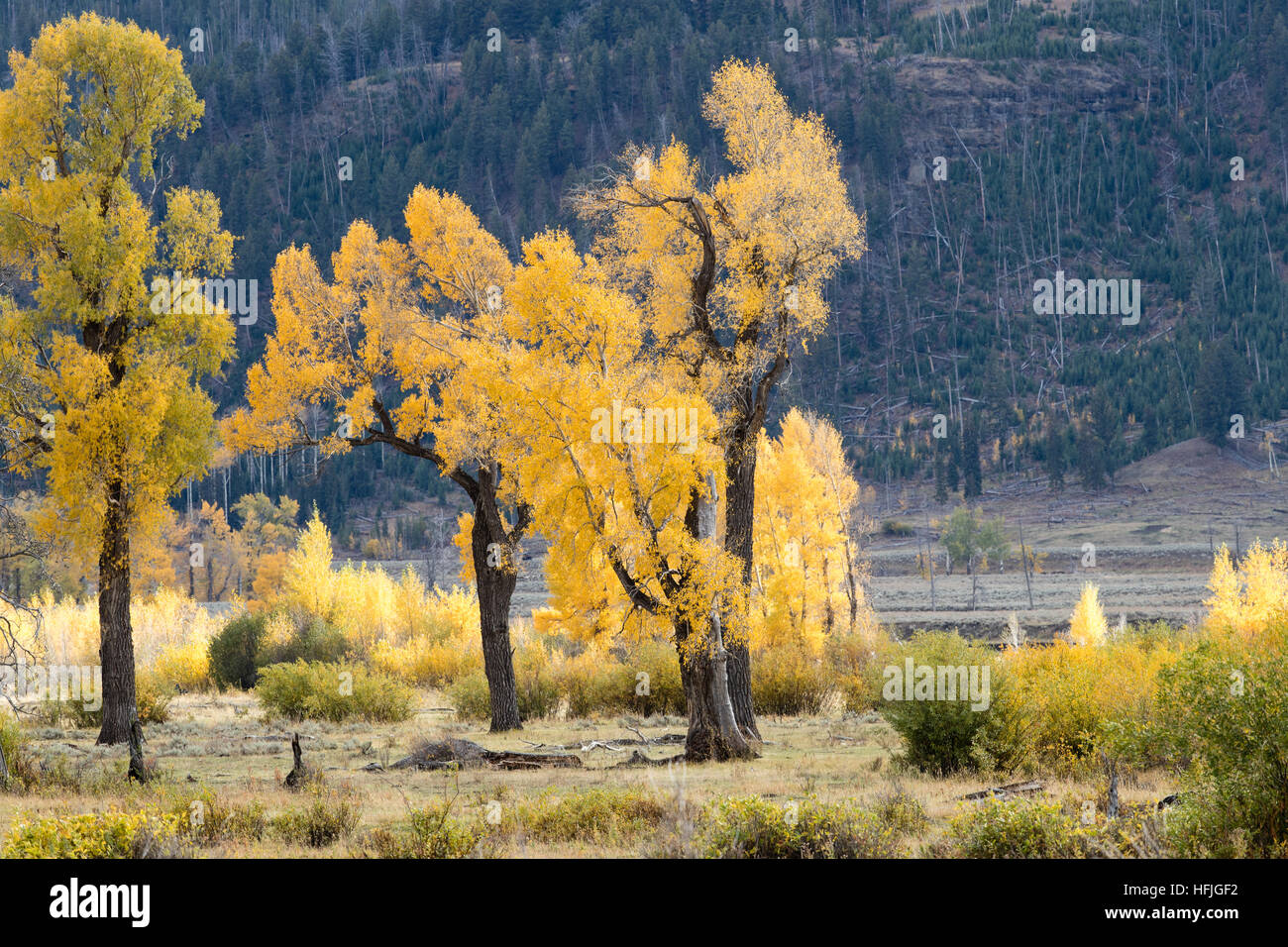 Cottonwood trees Grand Tetons national park Stock Photo - Alamy