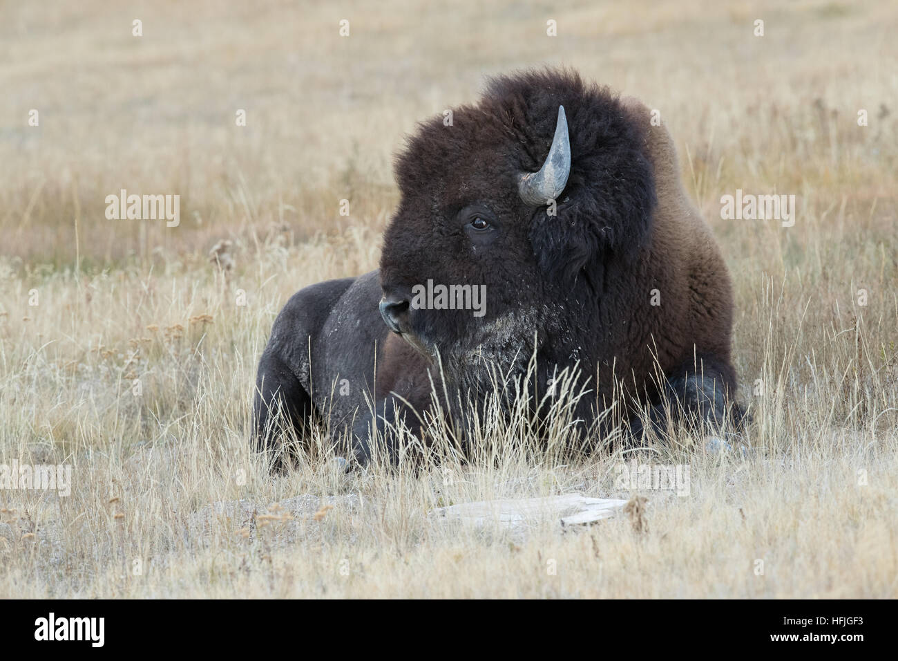 Bison bull head hi-res stock photography and images - Alamy