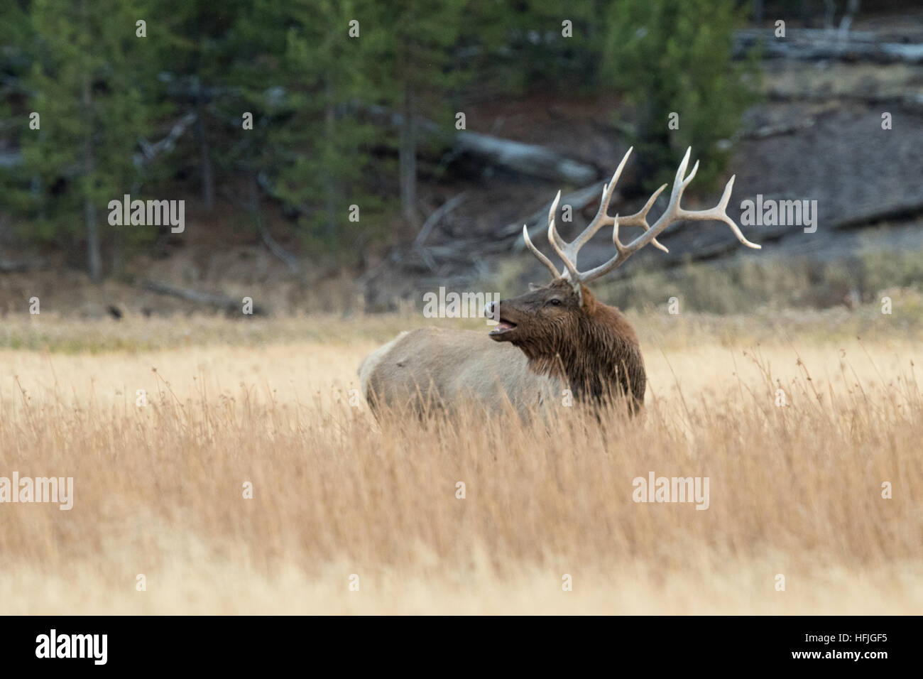 Bellowing bull hi-res stock photography and images - Alamy