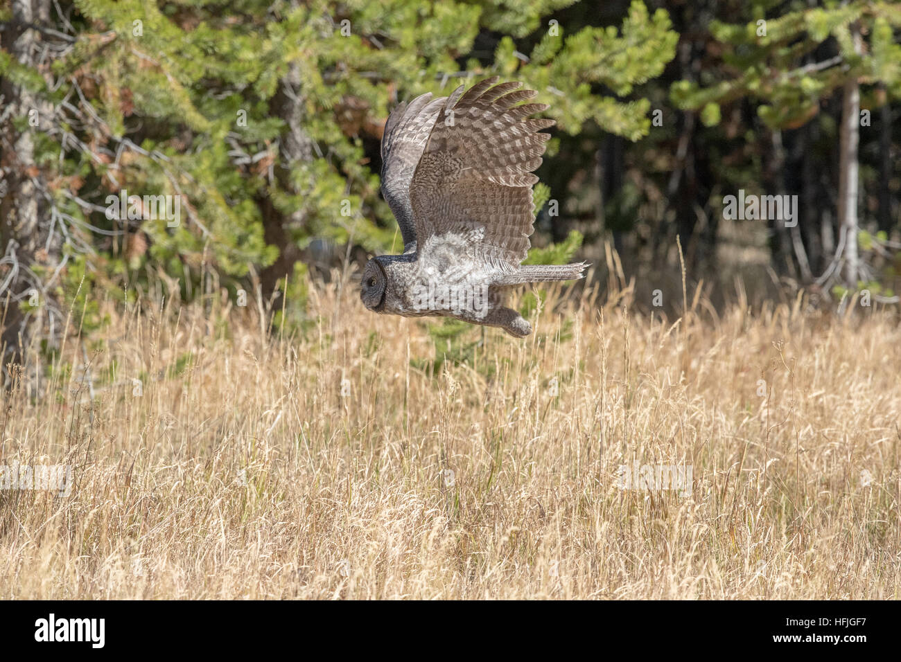 Great Grey Owl hunting Stock Photo - Alamy