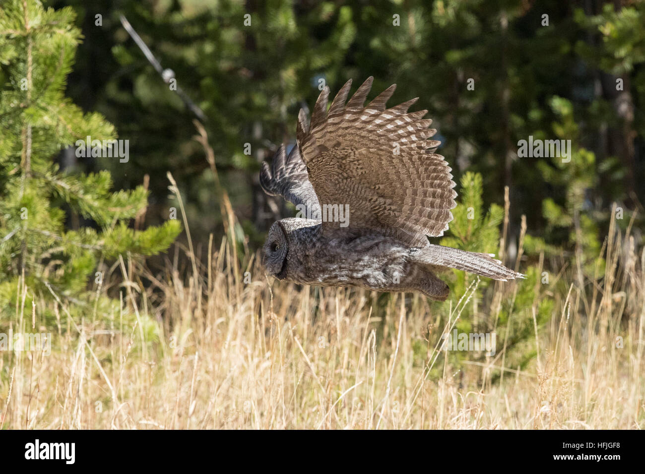 Owl hunting hi-res stock photography and images - Alamy