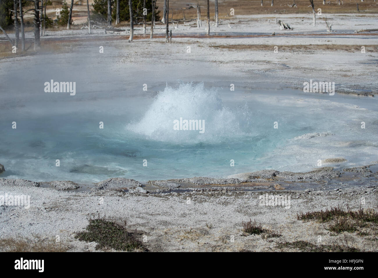 Spouter geyser Blacksands Basin Yellowstone national Park Stock Photo ...
