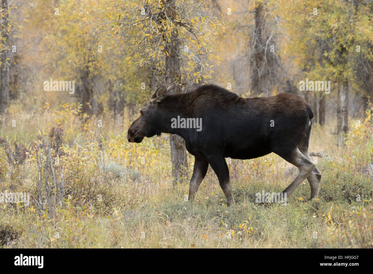 Female moose walking in woods Grand Tetons national park Stock Photo ...