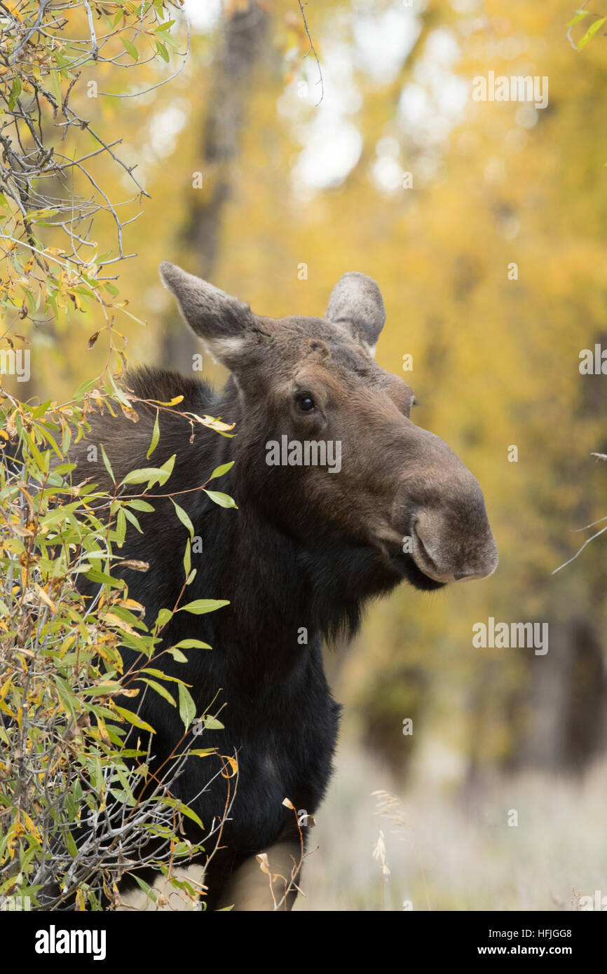Moose head hi-res stock photography and images - Alamy