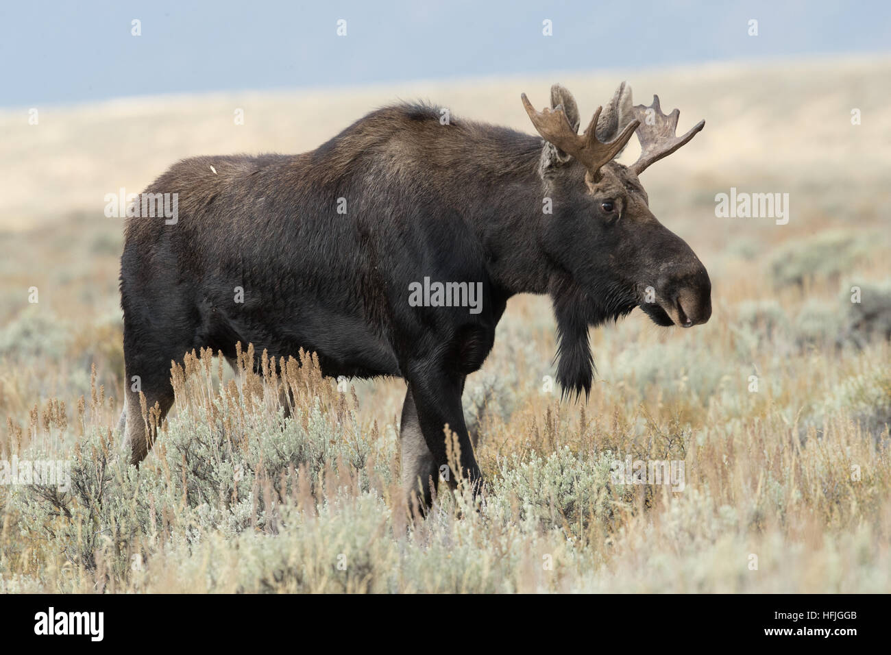 Bull Moose Tetons national park Stock Photo - Alamy
