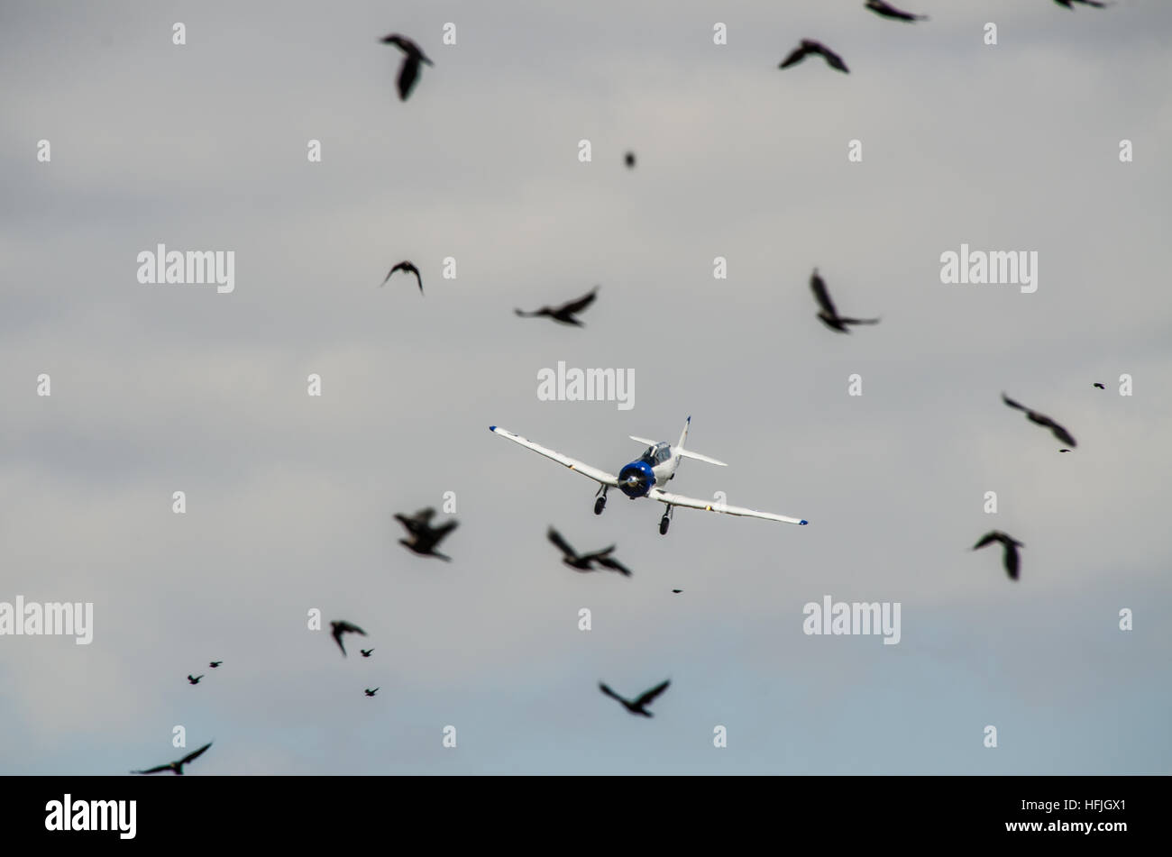 A flock of birds fly across the path of a landing aeroplane, in this ...