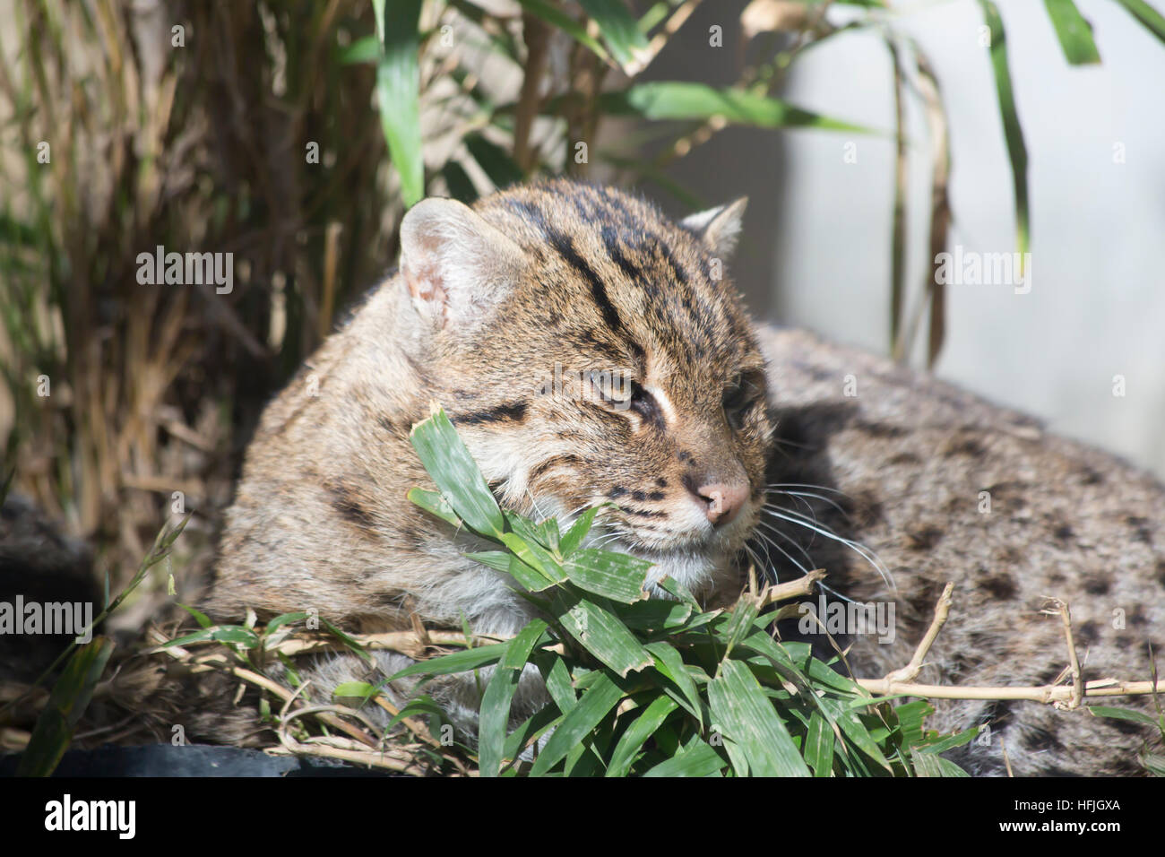 Felis viverrinus hi-res stock photography and images - Alamy
