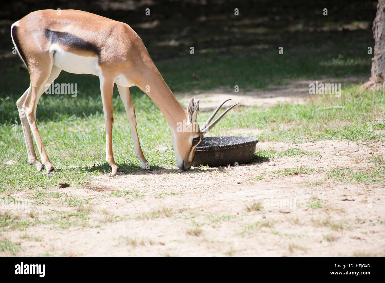 Close up gazelle eating hi-res stock photography and images - Alamy