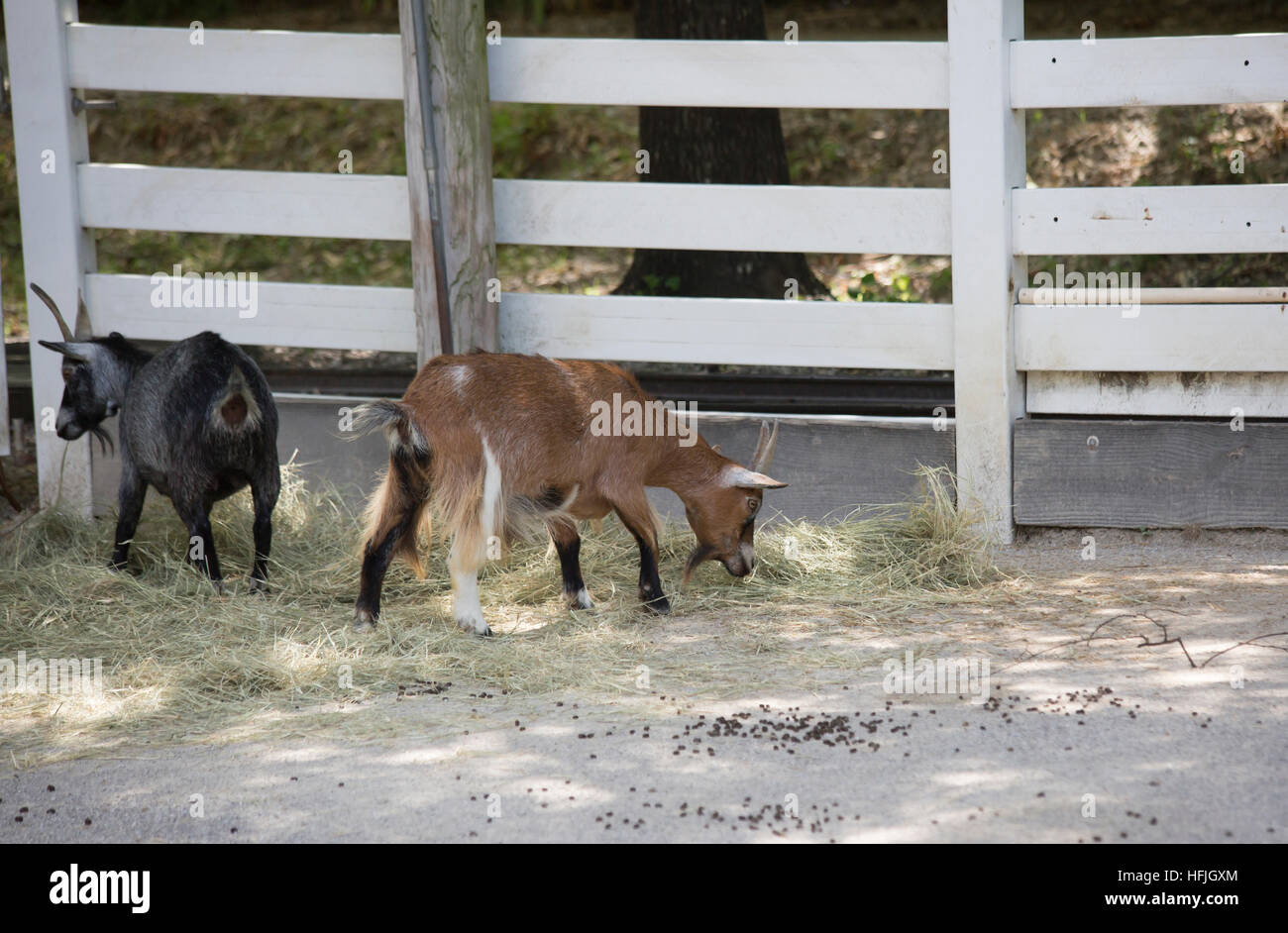 Brown goat grazing on hay Stock Photo - Alamy