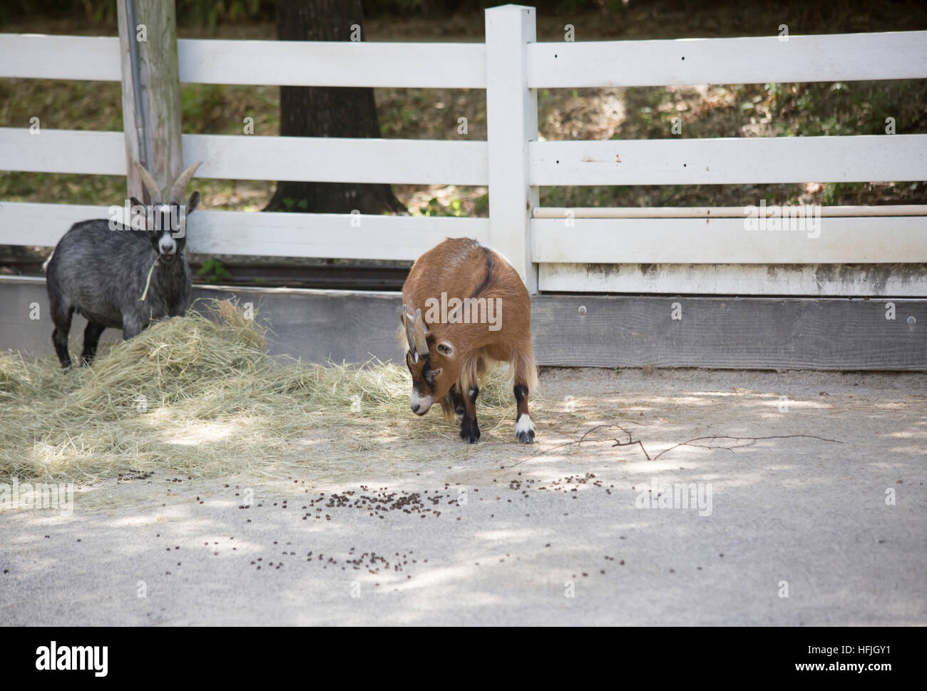 Goats grazing on hay Stock Photo - Alamy