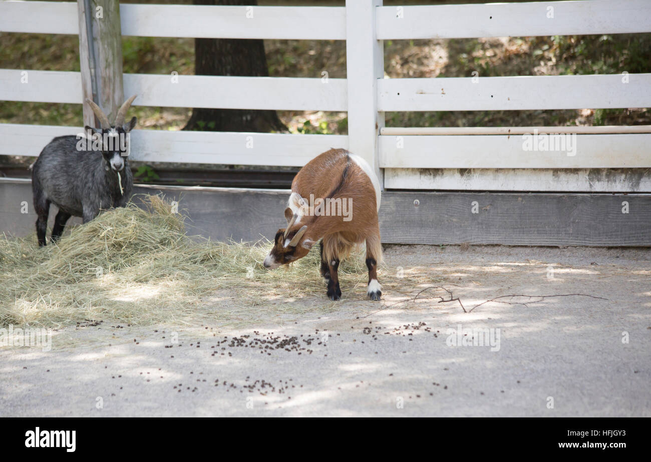 Goats grazing on hay Stock Photo - Alamy