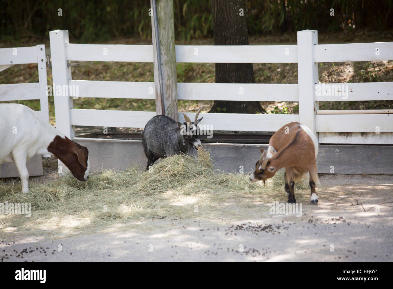 Goats grazing on hay Stock Photo - Alamy