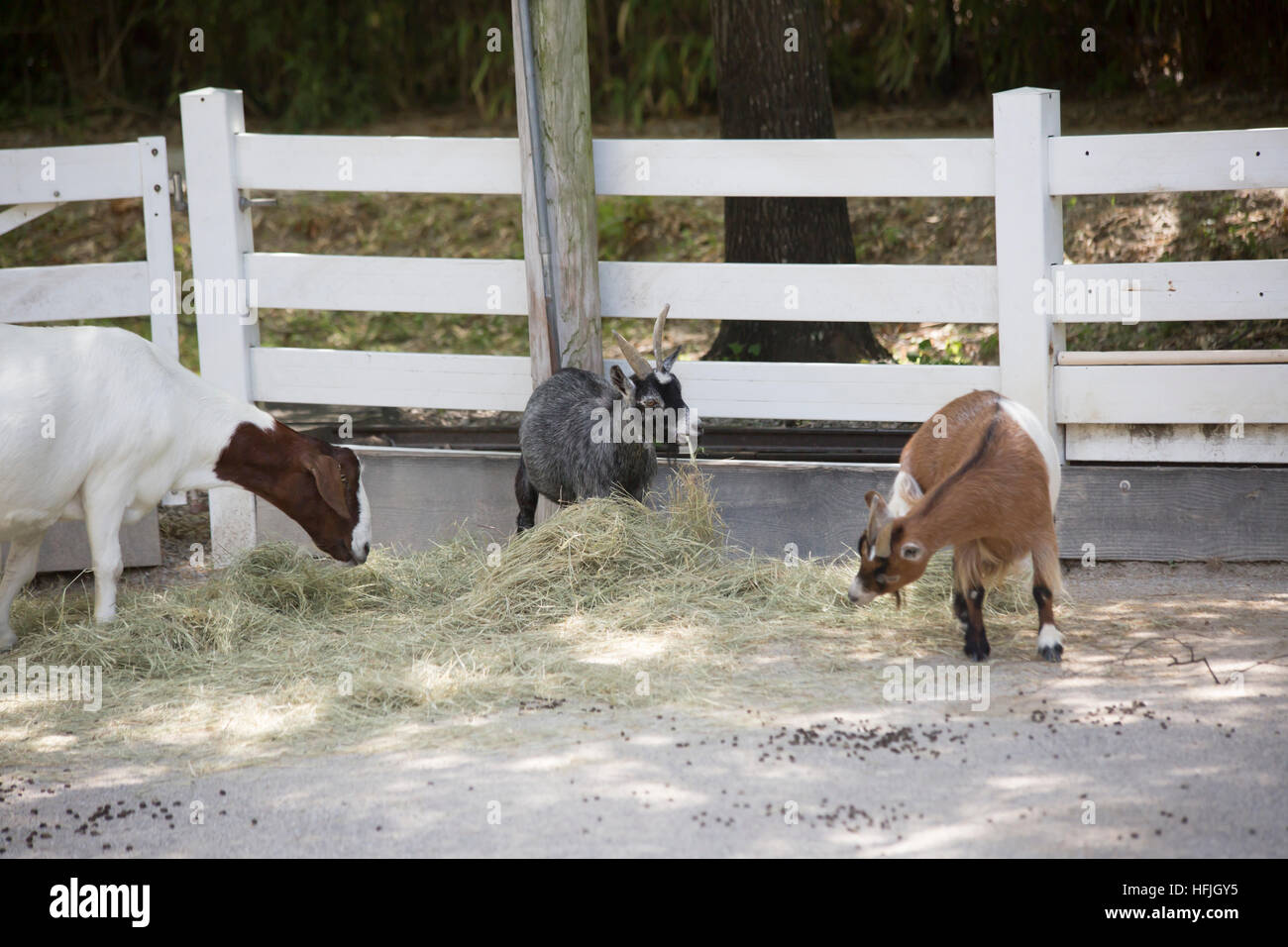 Goats grazing on hay Stock Photo - Alamy