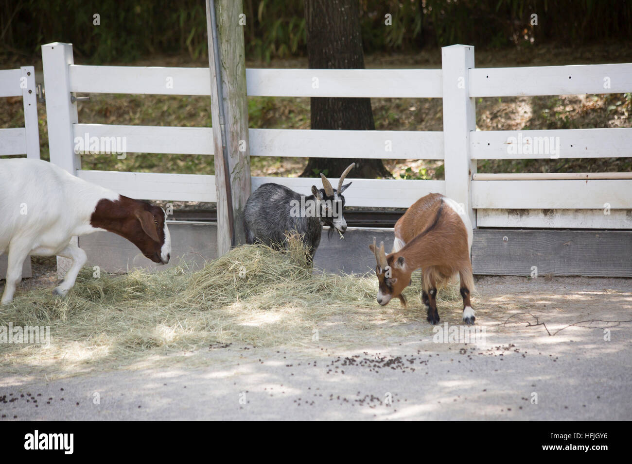 Goats grazing on hay Stock Photo - Alamy