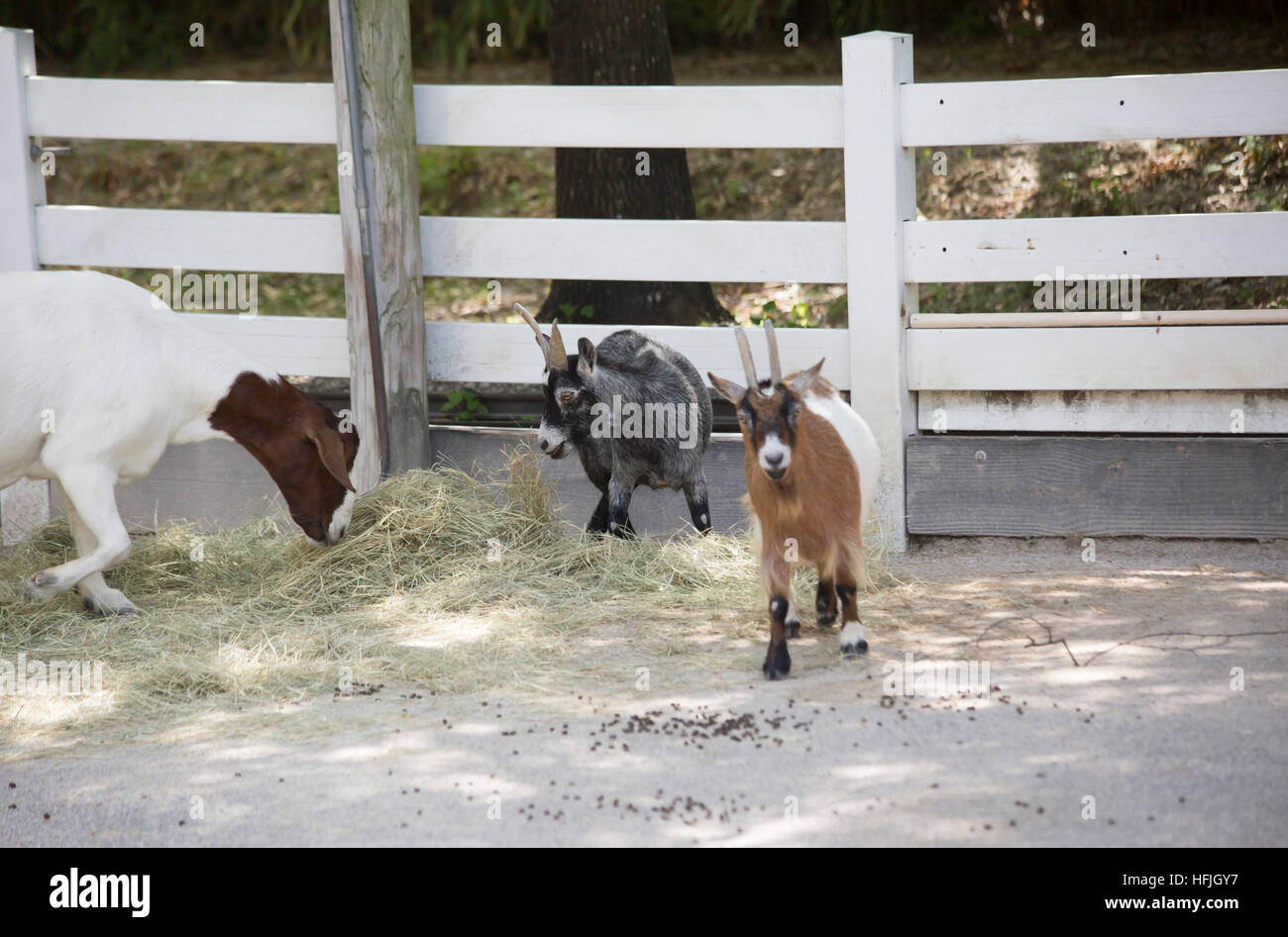 Goats grazing on hay Stock Photo - Alamy