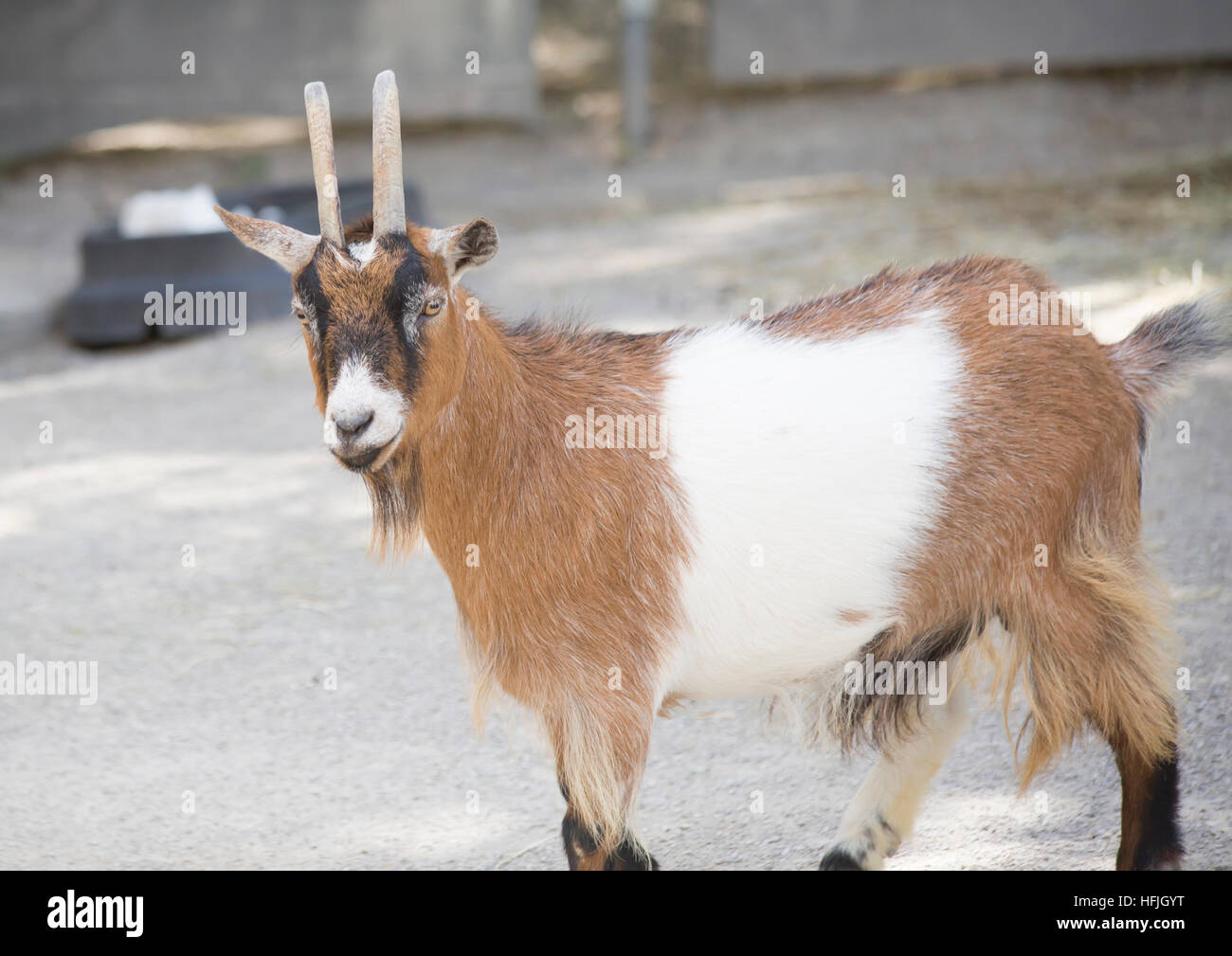 Profile of a brown and white goat Stock Photo - Alamy