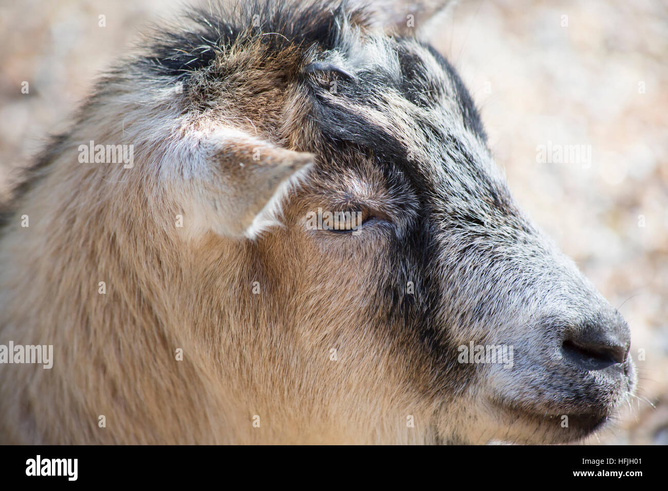 Close up of a tan goat Stock Photo - Alamy