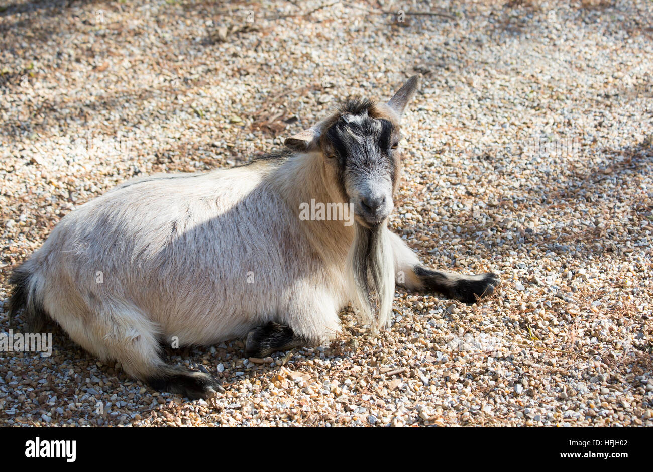 Goat lying on the ground Stock Photo - Alamy