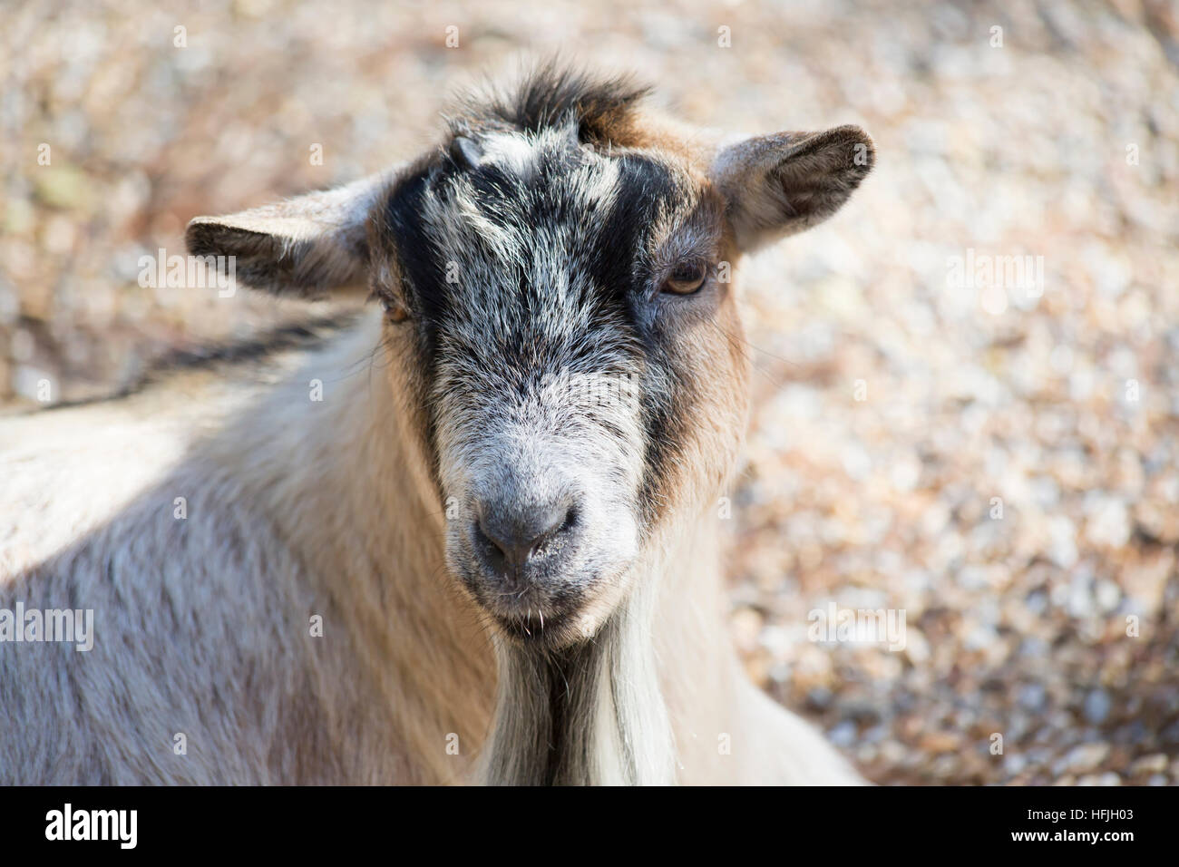 Close up of a happy goat Stock Photo - Alamy