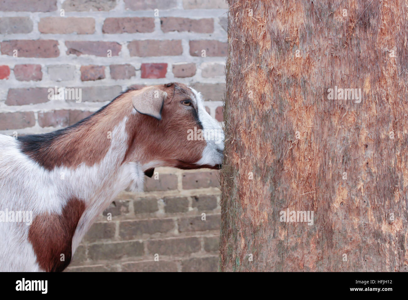 Goat hoof tree hi-res stock photography and images - Alamy