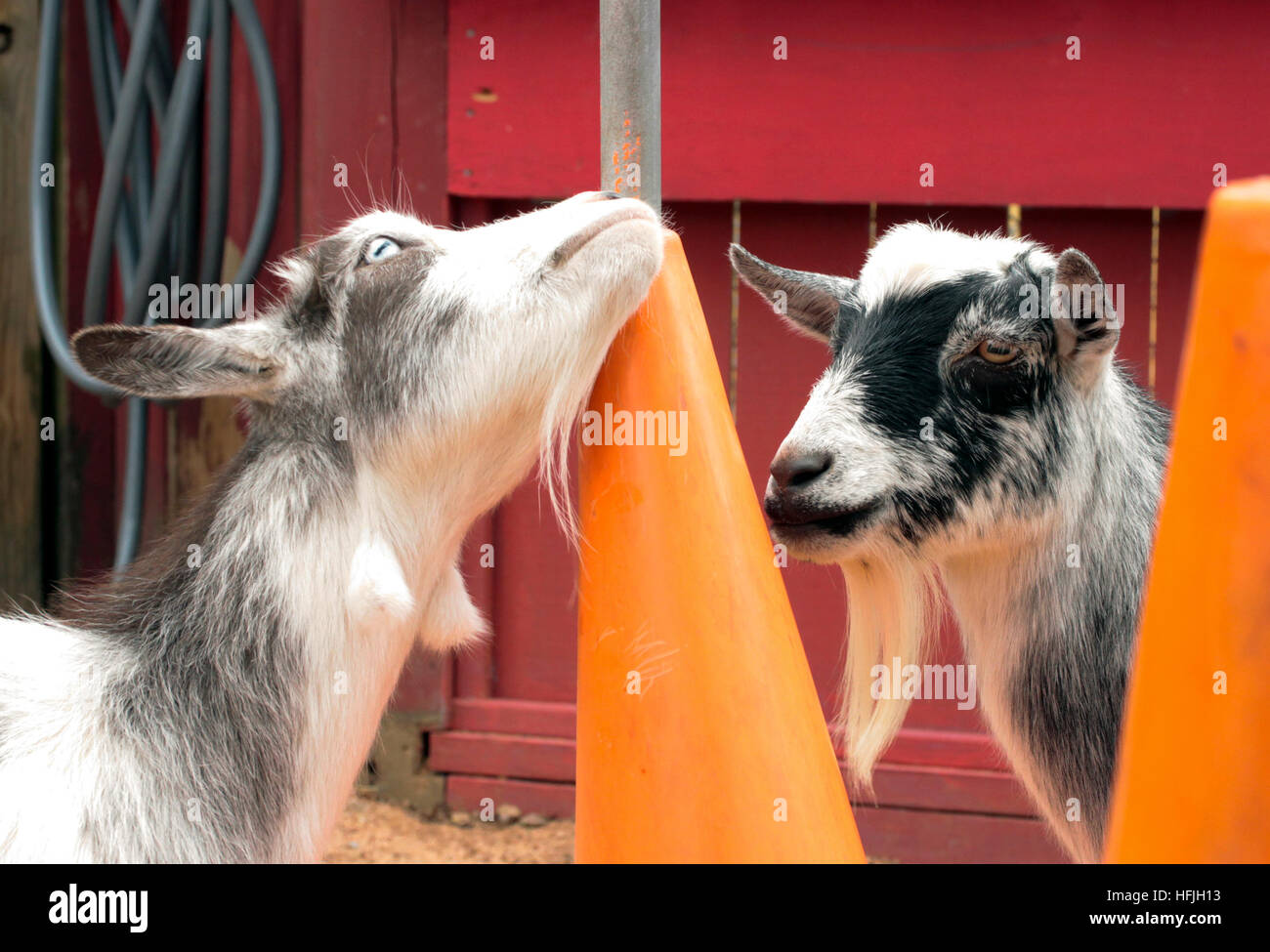 Crazy goats hi-res stock photography and images - Alamy