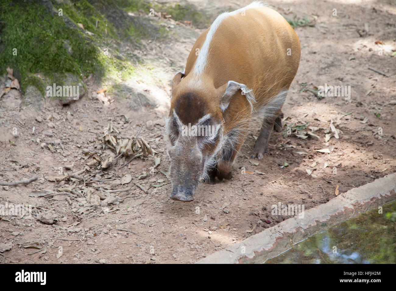 Cute red river hog hi-res stock photography and images - Alamy