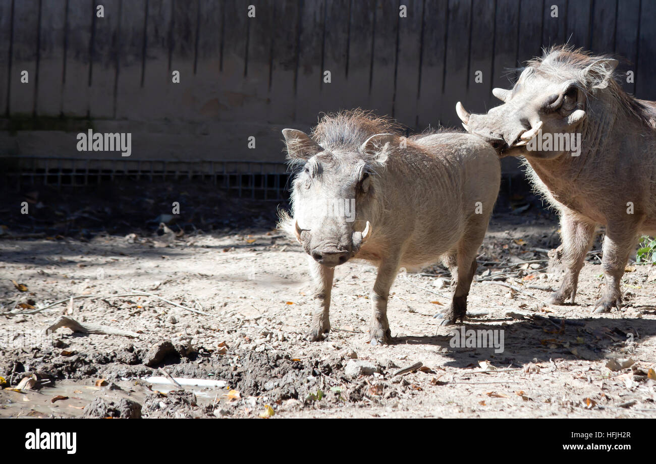 Warthogs mating hi-res stock photography and images - Alamy