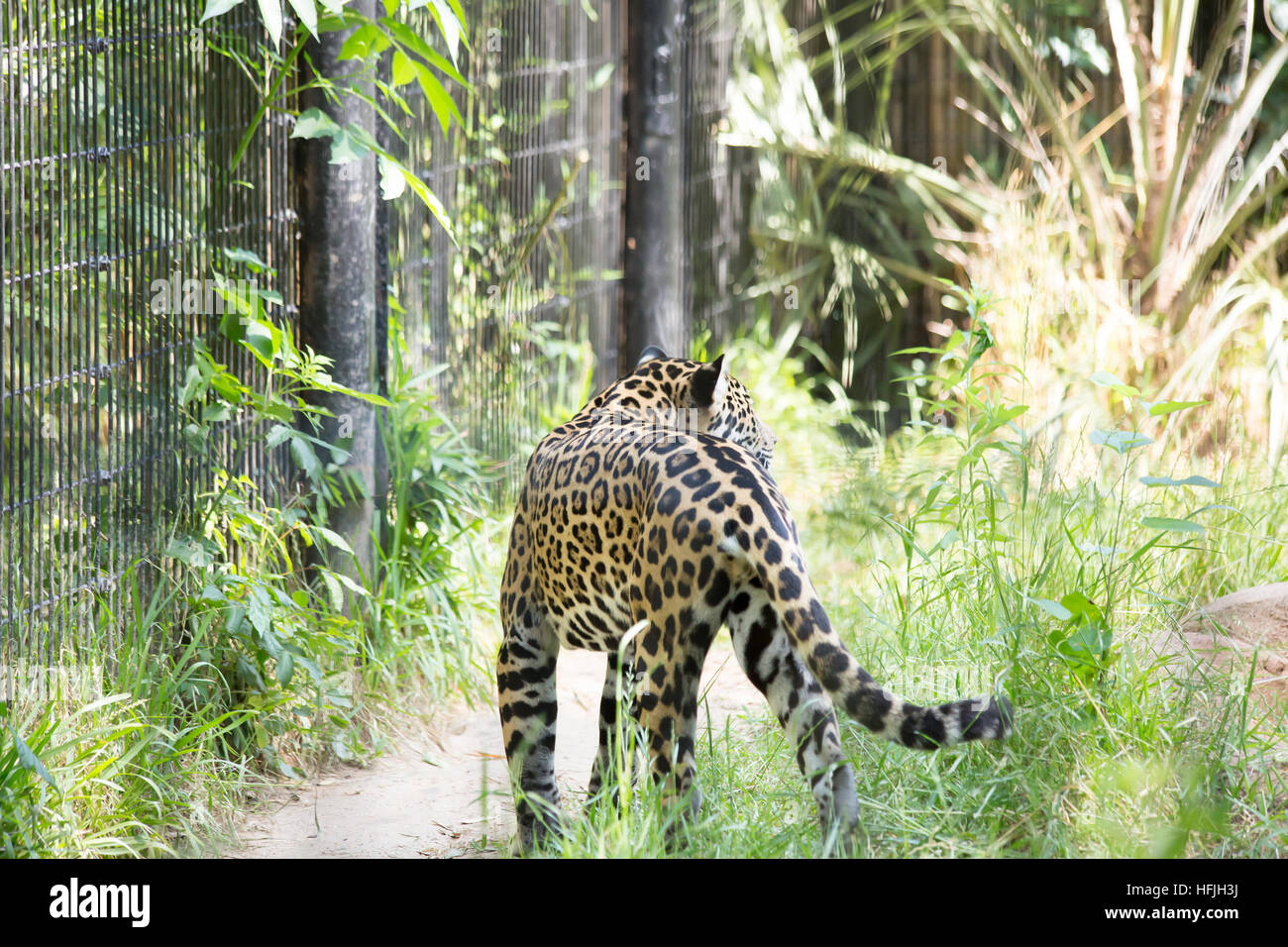 Jaguar in a cage walking away Stock Photo - Alamy