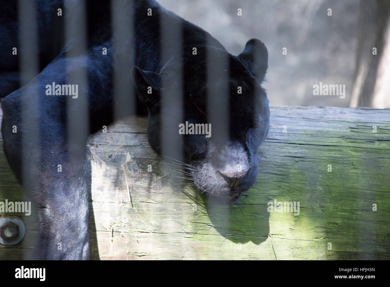 Leopard lying on log hi-res stock photography and images - Alamy