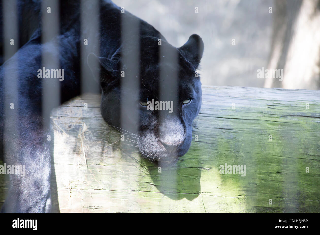 Black leopard lying on a log Stock Photo - Alamy