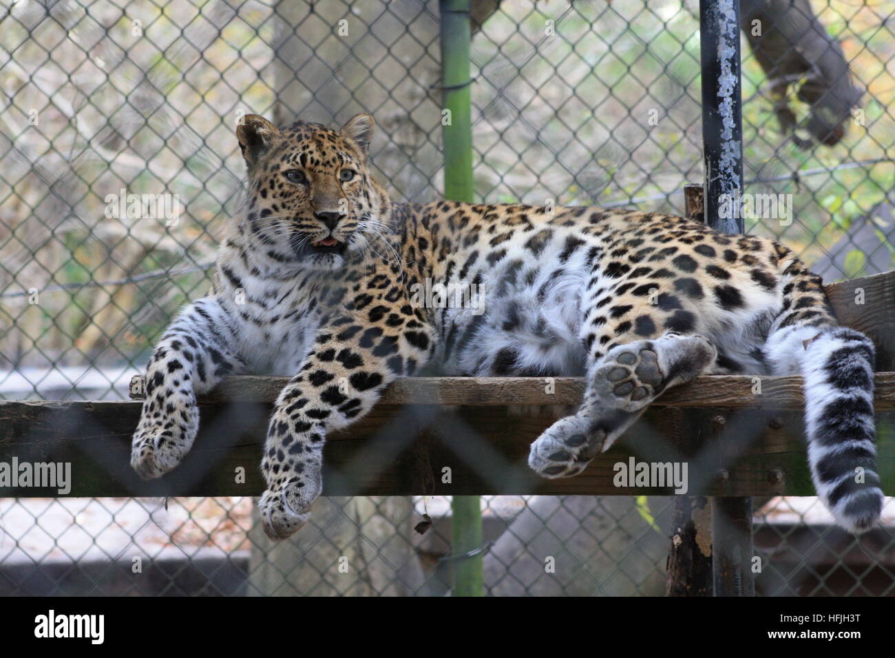 Leopard resting on ledge in zoo habitat Stock Photo - Alamy
