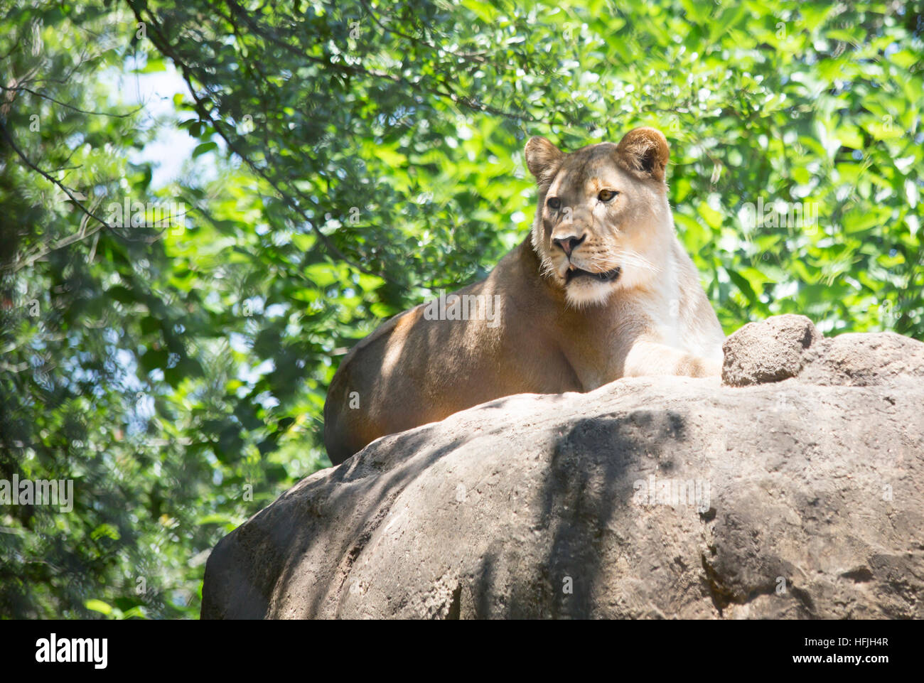 Proud lioness resting on hi-res stock photography and images - Alamy