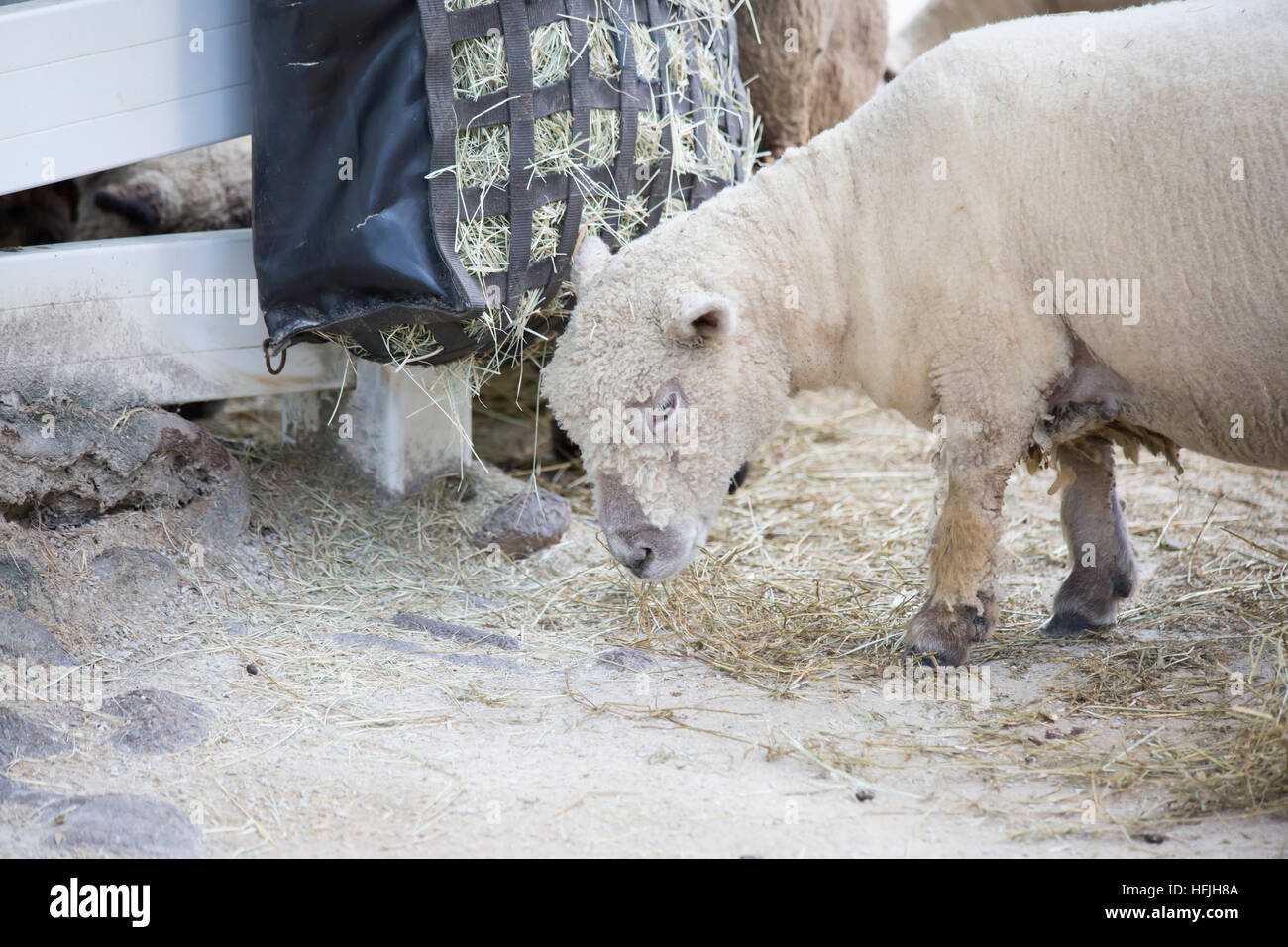 Shearing sheep on farm close hi-res stock photography and images - Alamy
