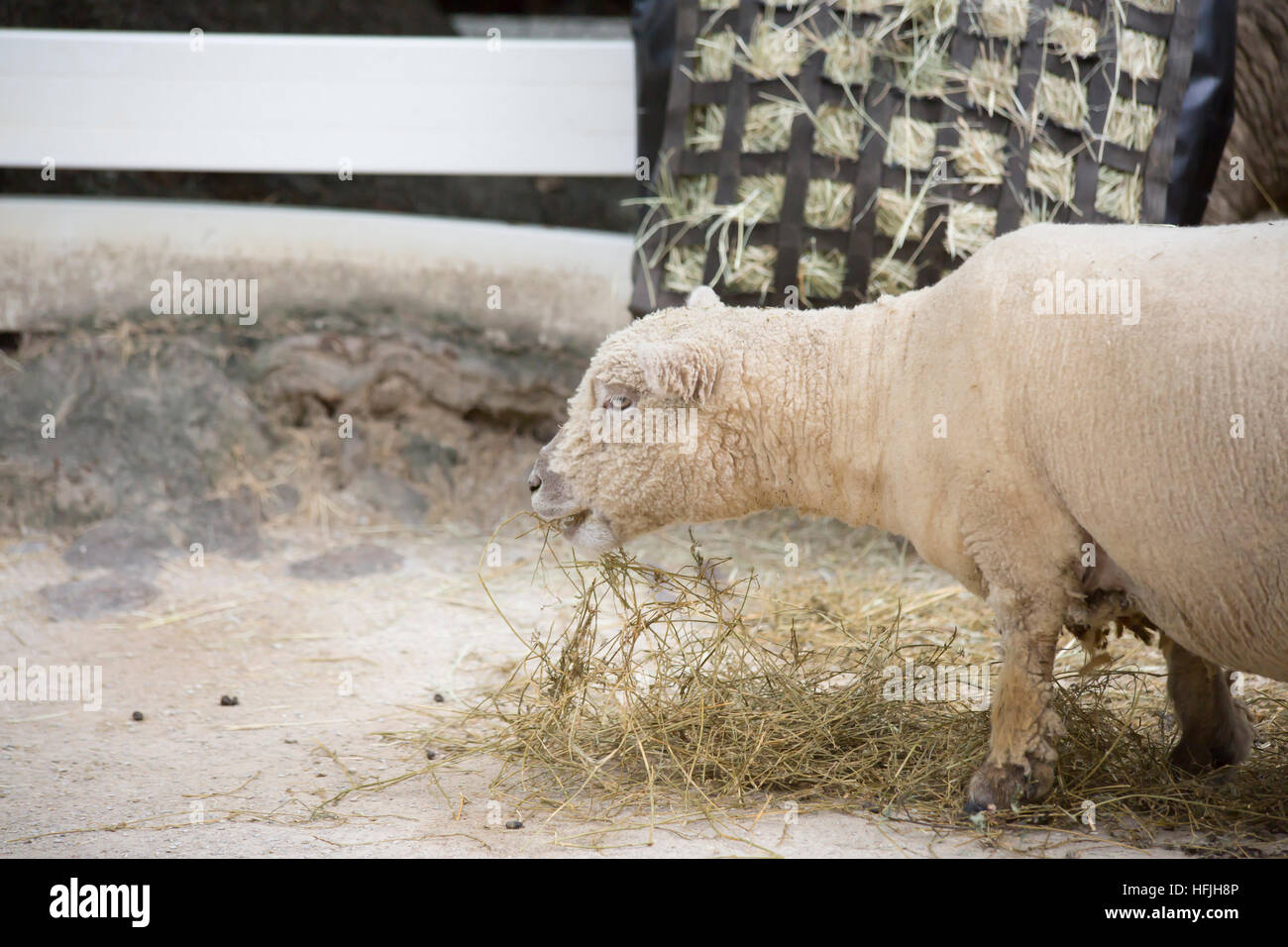 Close up sheep eating hay hi-res stock photography and images - Alamy