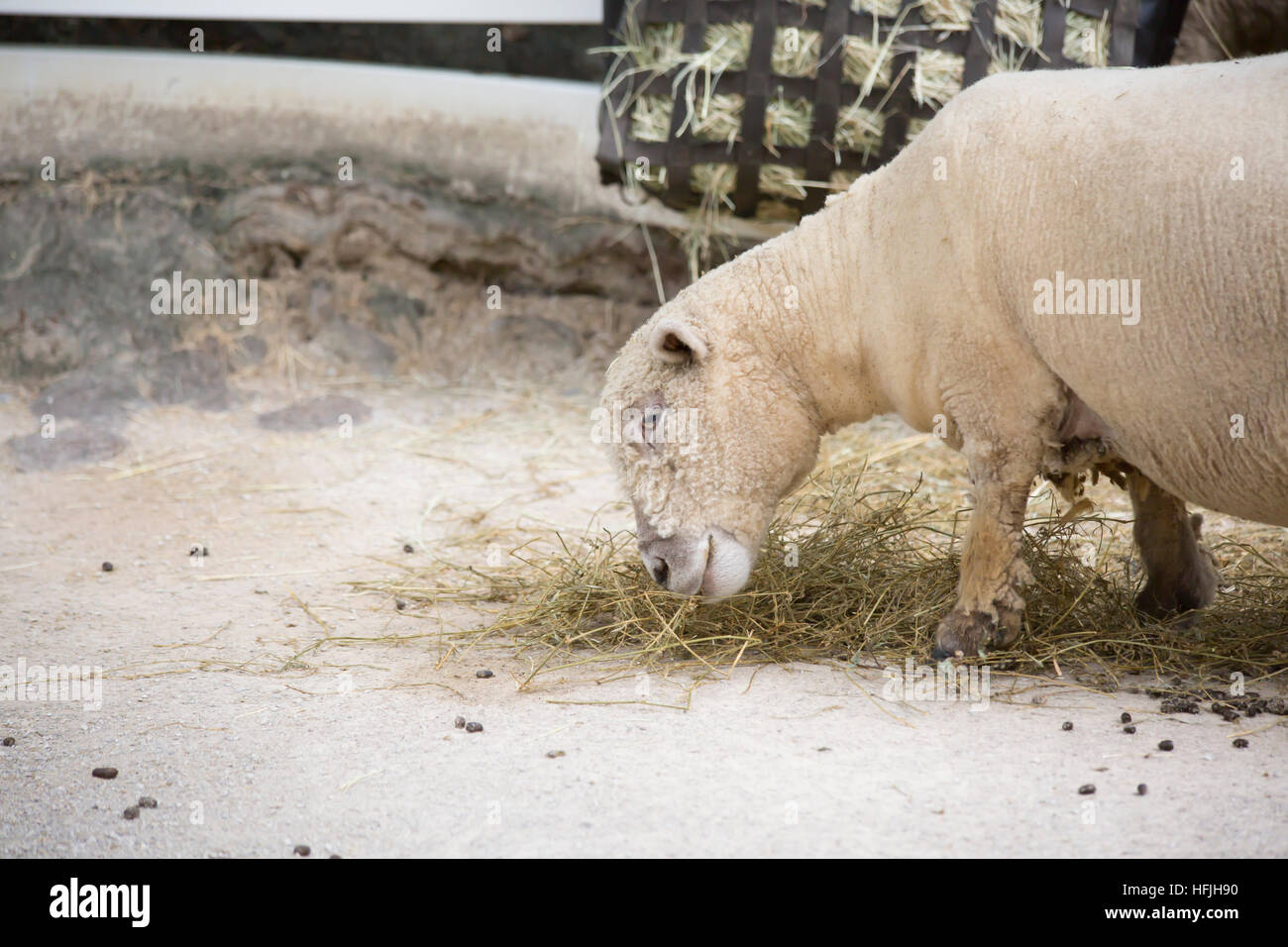 Close up sheep chewing hay hi-res stock photography and images - Alamy