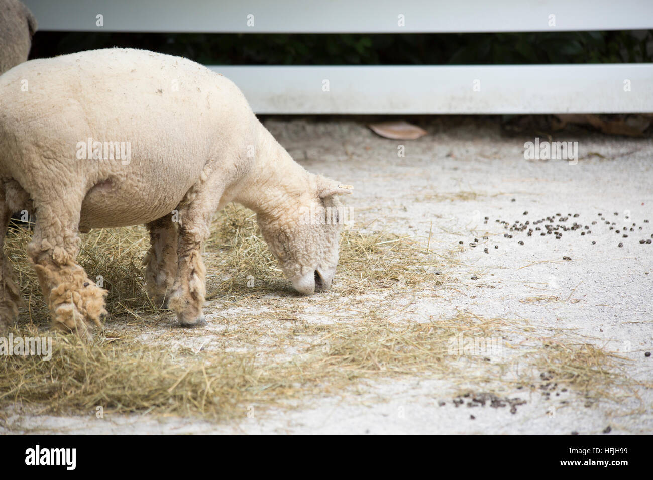 Close up sheep chewing hay hi-res stock photography and images - Alamy